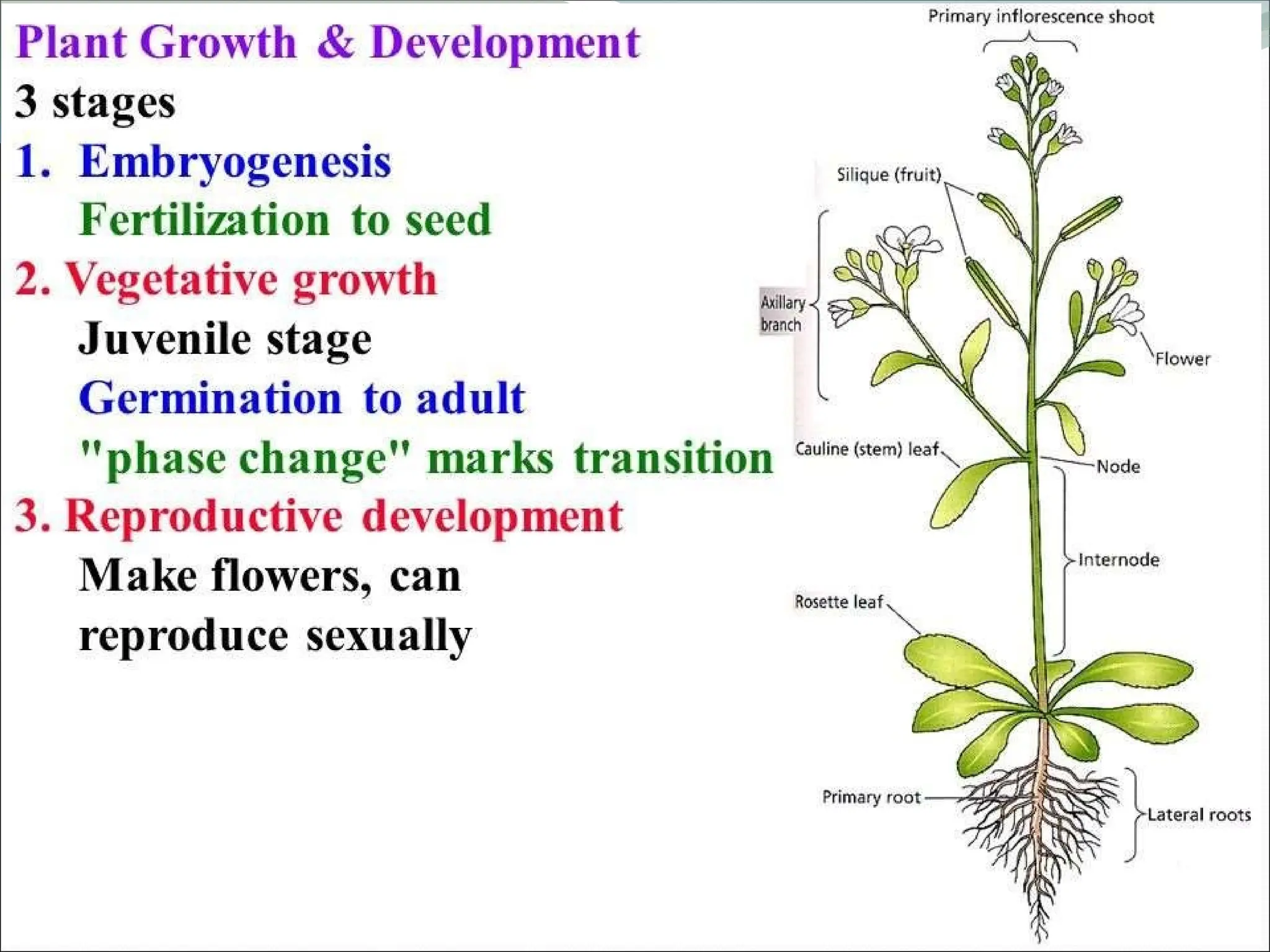 Growth and development, factors affecting growth and development | PPT