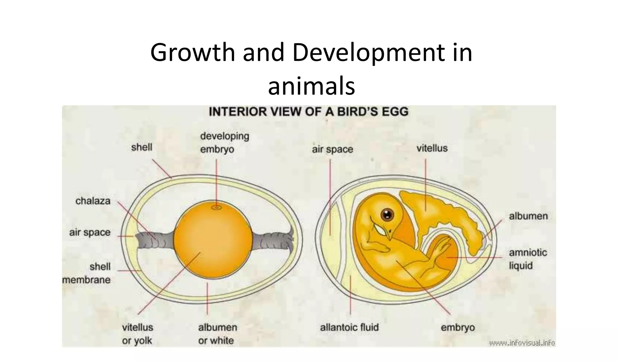 Growth and development in animals | PPTX