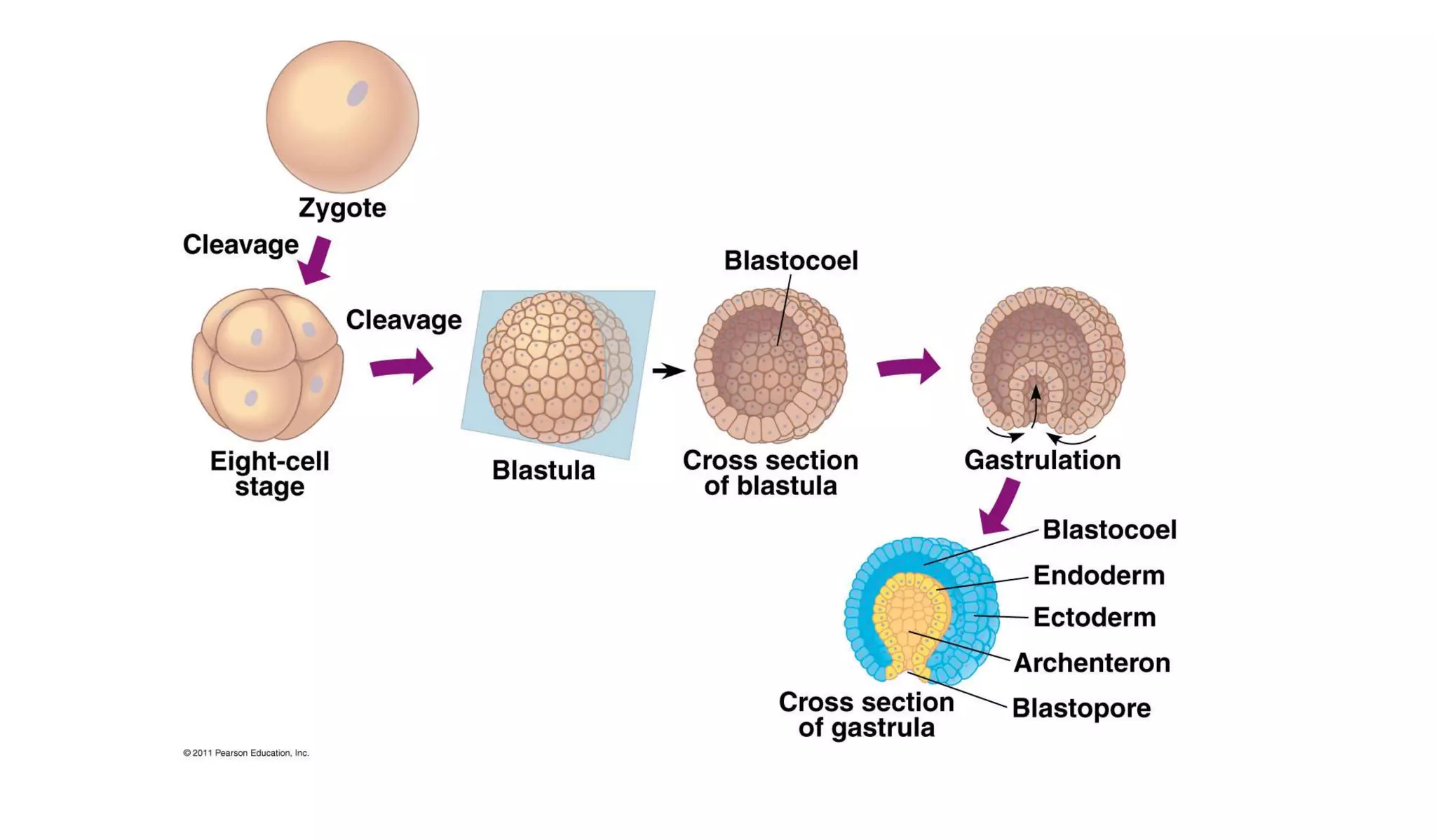 Growth and development in animals | PPTX
