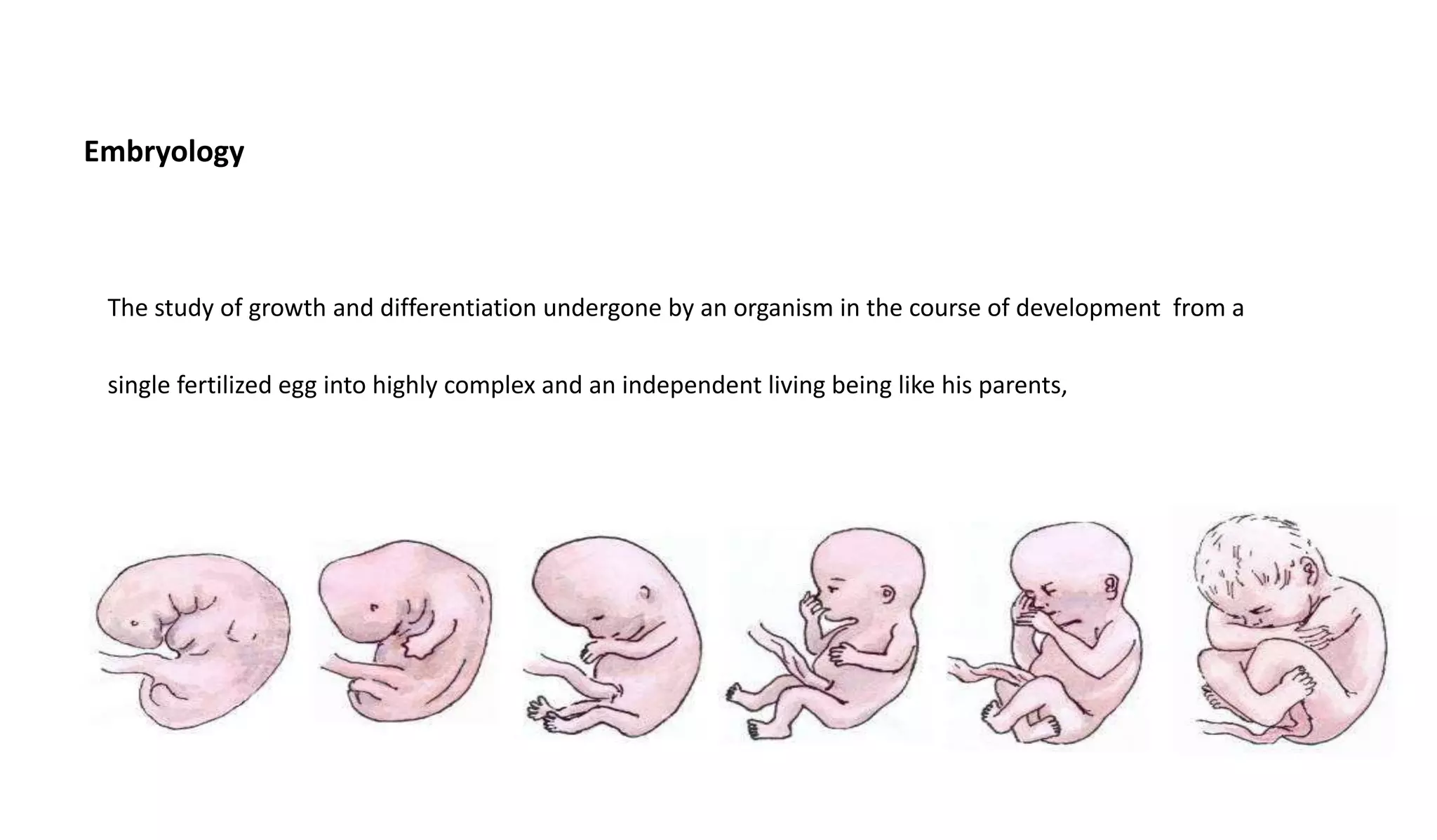 Growth and development in animals | PPTX
