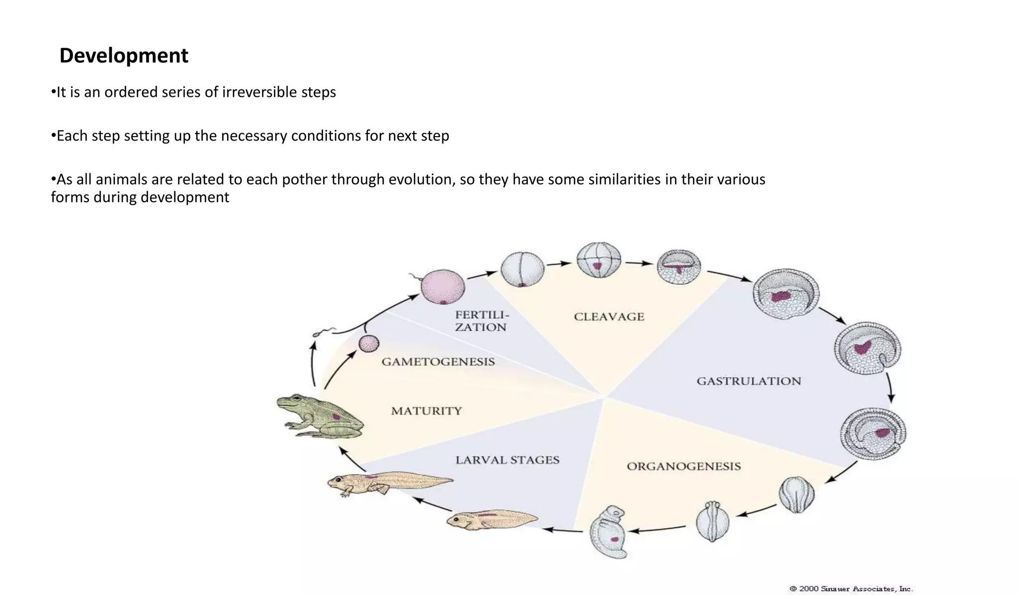 Growth and development in animals | PPTX