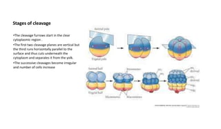 Growth and development in animals | PPTX