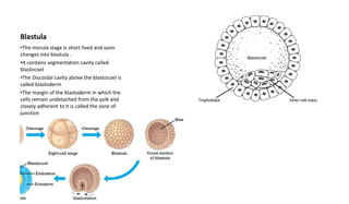 Growth and development in animals | PPTX