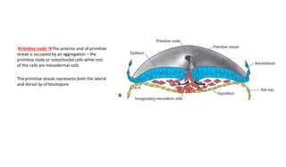 Growth and development in animals | PPTX
