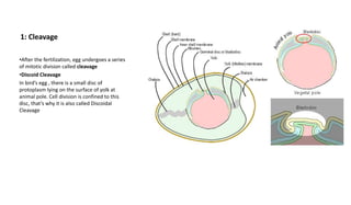 Growth and development in animals | PPTX