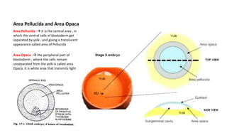 Growth and development in animals | PPT