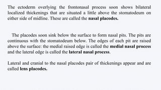Growth_and_development_of_Face in human body | PPTX
