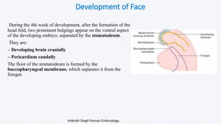 Growth_and_development_of_Face in human body | PPTX
