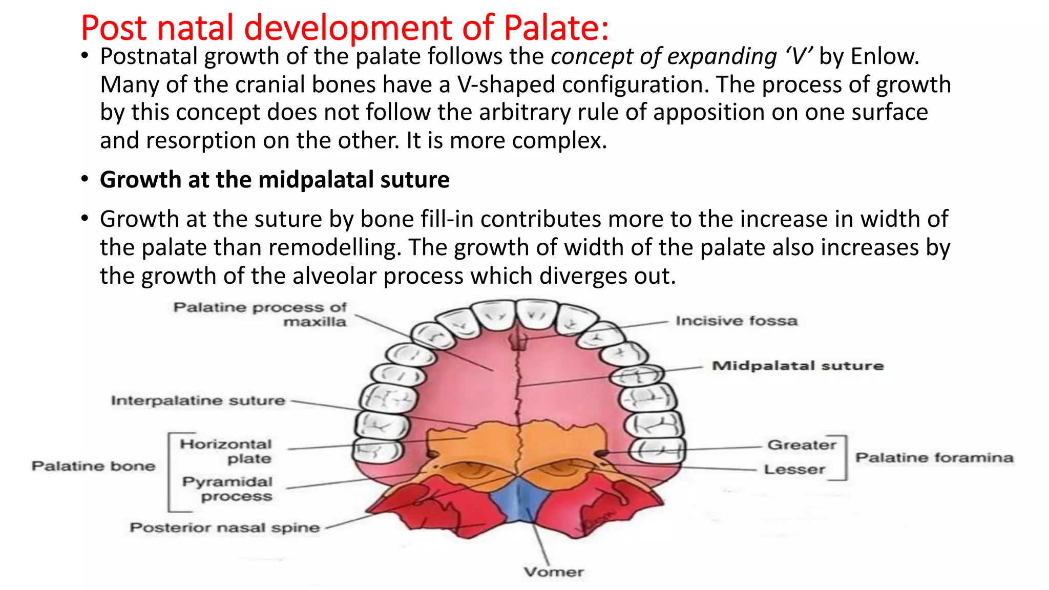Growth and development of facial structures | PDF