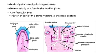 Growth and development of facial structures | PDF