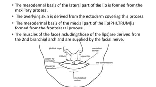 Growth and development of facial structures | PDF