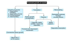 Growth and development of facial structures | PDF