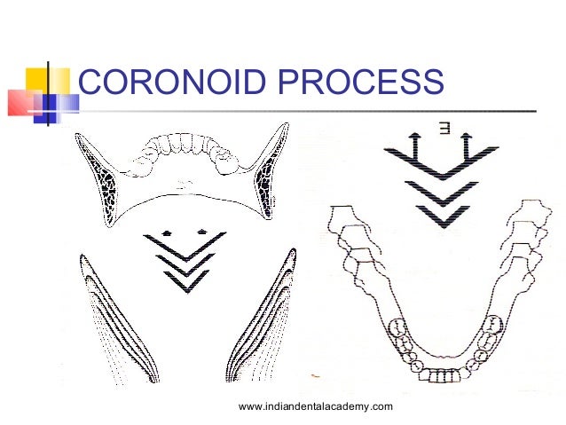 Growth and development of mandible
