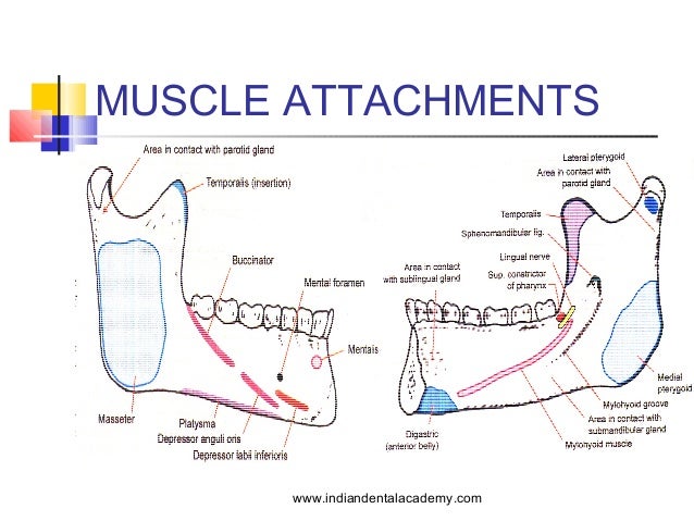 Mandible Muscle Attachments
