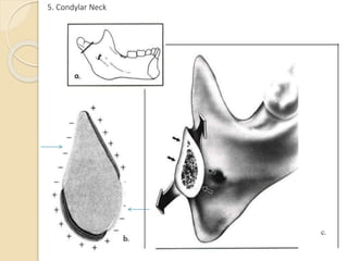 Growth and Development of mandible.pptx