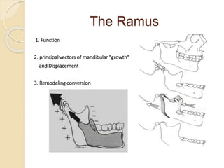 Growth and Development of mandible.pptx