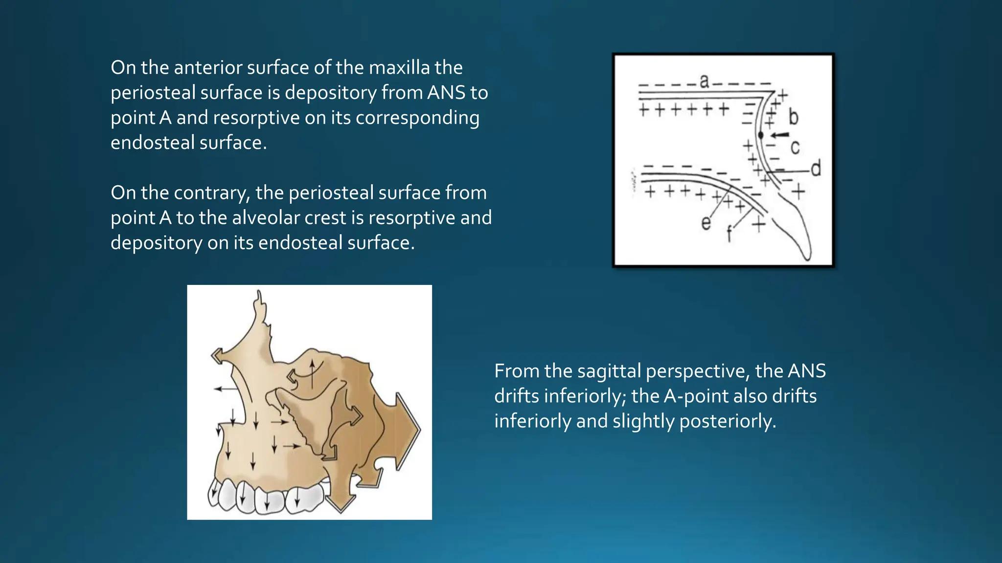 GROWTH AND DEVELOPMENT OF MAXILLA In prosthodontics | PPTX
