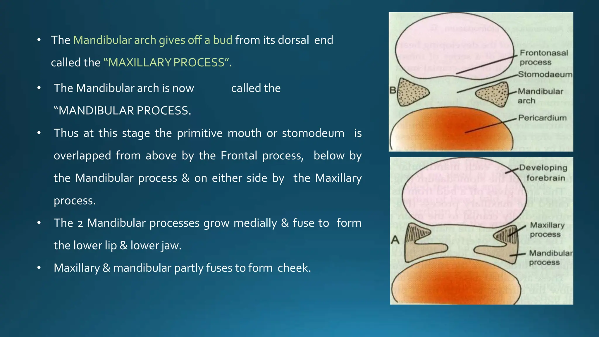Growth and development of mandible GROWTH AND DEVELOPMENT OF MAXILLA.pptx