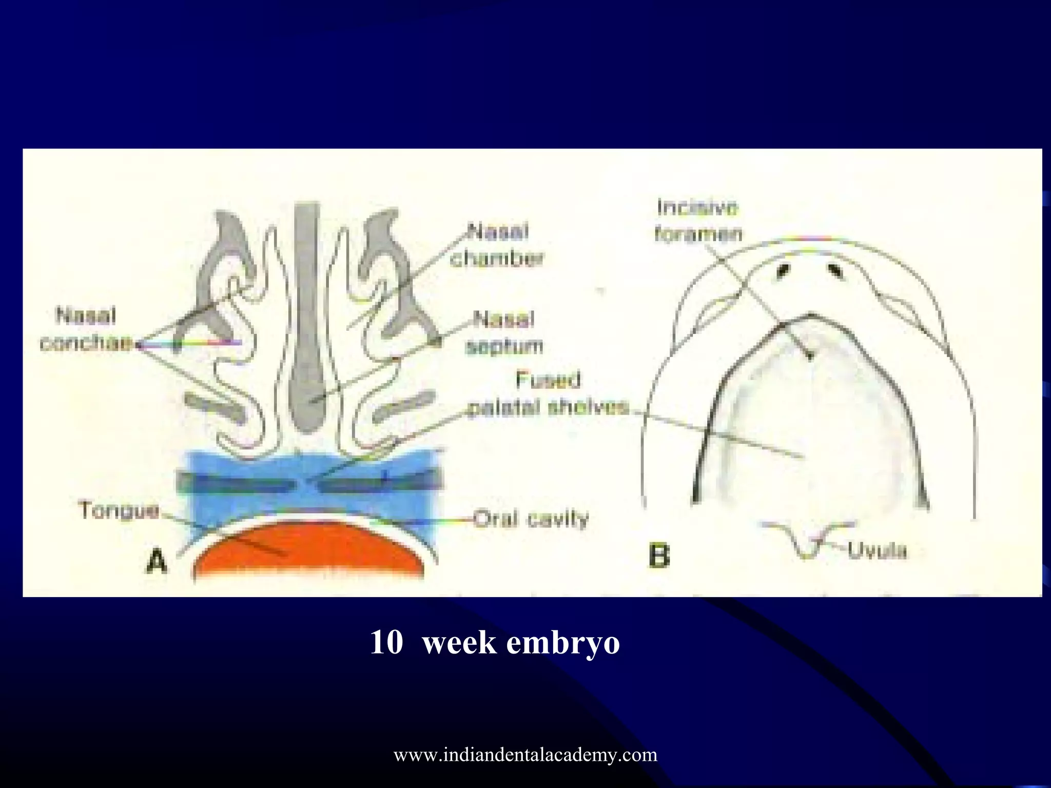 Growth and development of maxilla and maxillary sinus/ dental courses | PPT