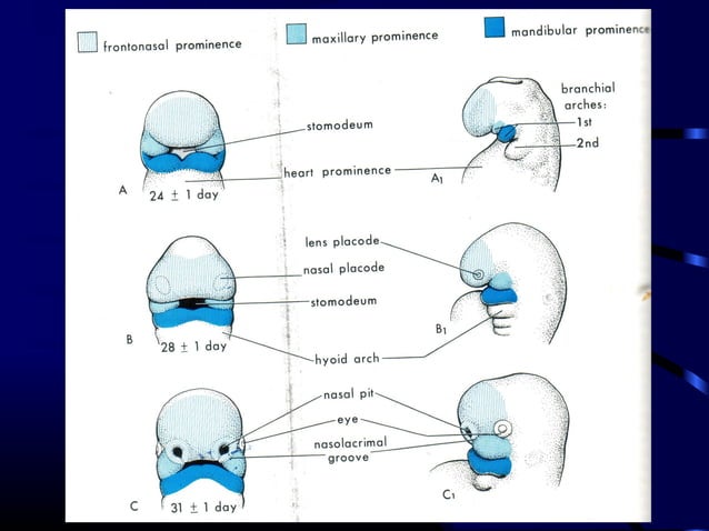 Growth and development of maxilla and maxillary sinus/ dental courses | PPT
