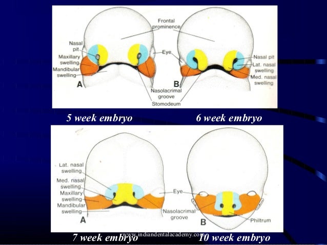 Growth and development of maxilla and maxillary sinus/ dental courses