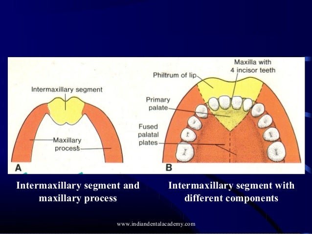 Growth and development of maxilla and maxillary sinus/ dental courses