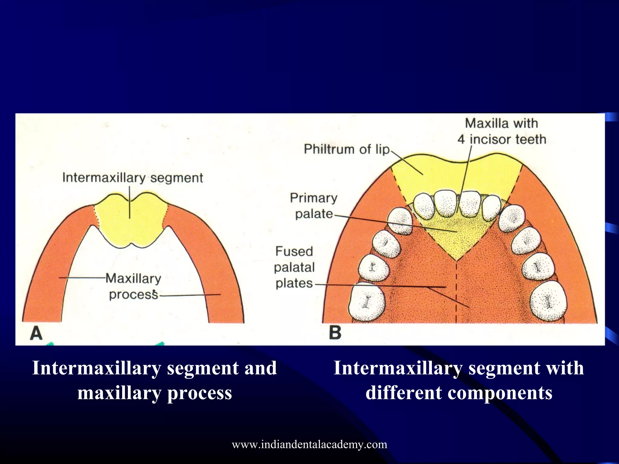 Growth and development of maxilla and maxillary /endodontic courses | PPT