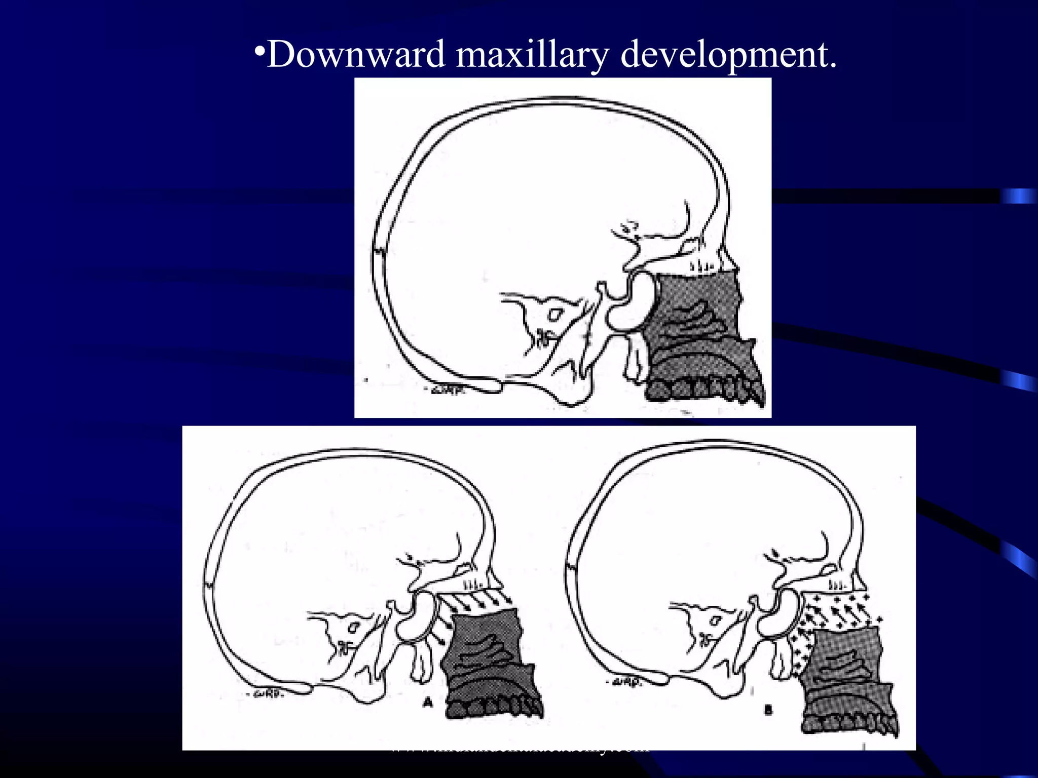 Growth and development of maxilla and maxillary /endodontic courses | PPT