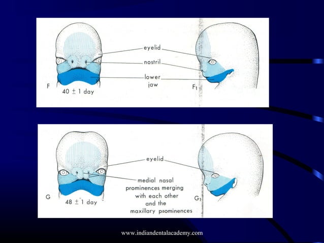 Growth and development of maxilla and maxillary /endodontic courses | PPT