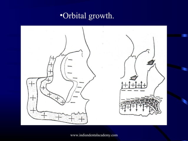 Growth and development of maxilla and maxillary /endodontic courses | PPT