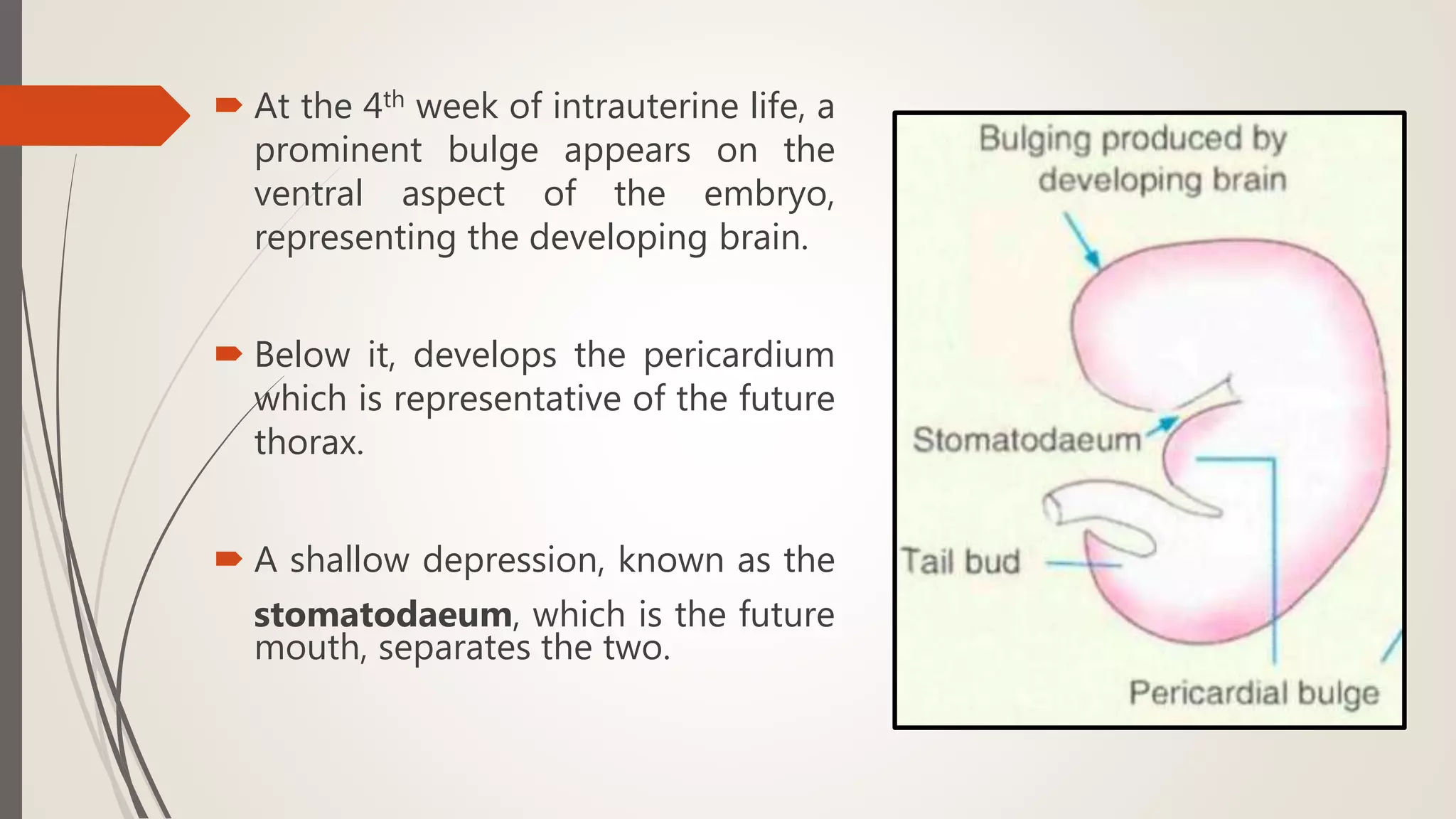 Growth and Development of maxilla and nasomaxillary complex | PPTX