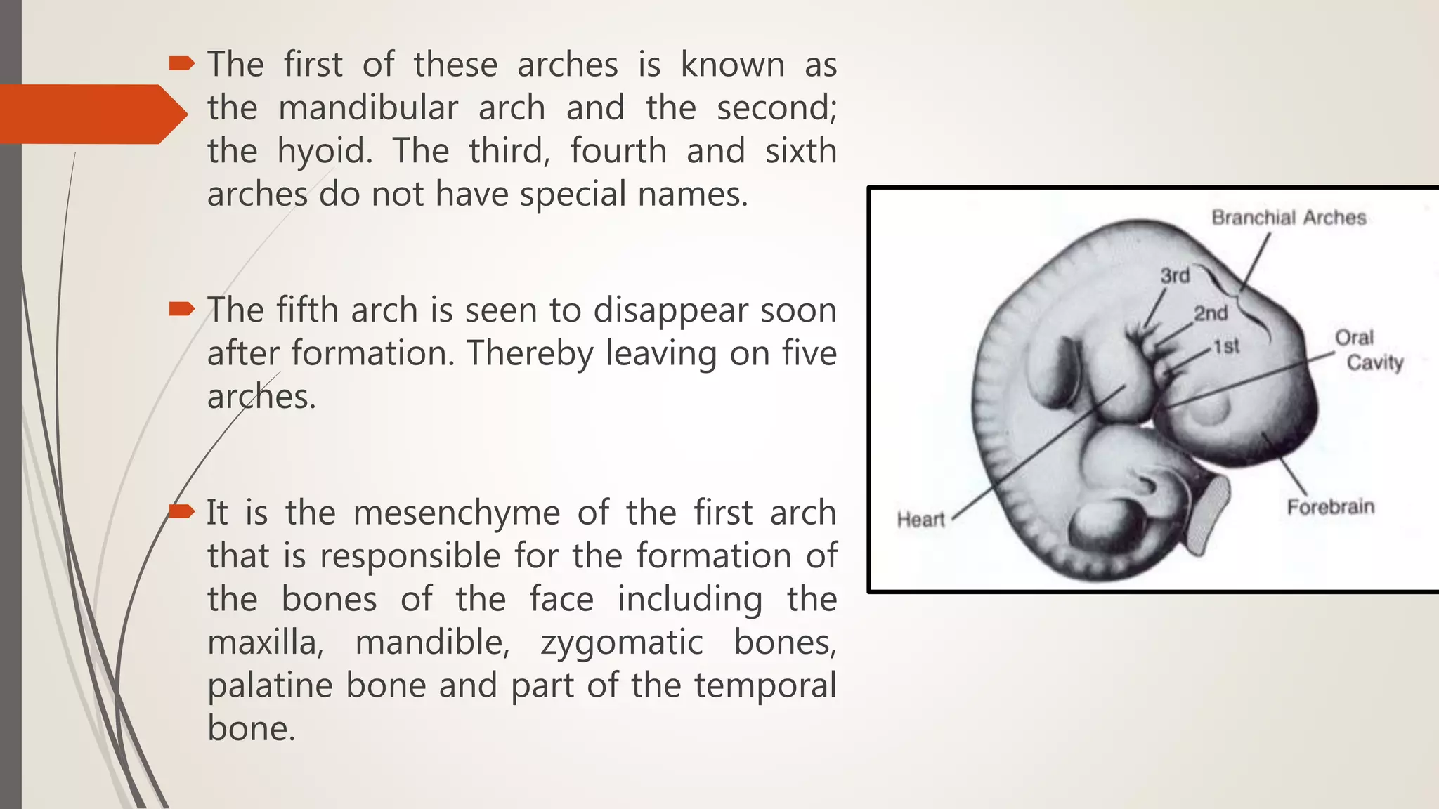 Growth and Development of maxilla and nasomaxillary complex | PPTX