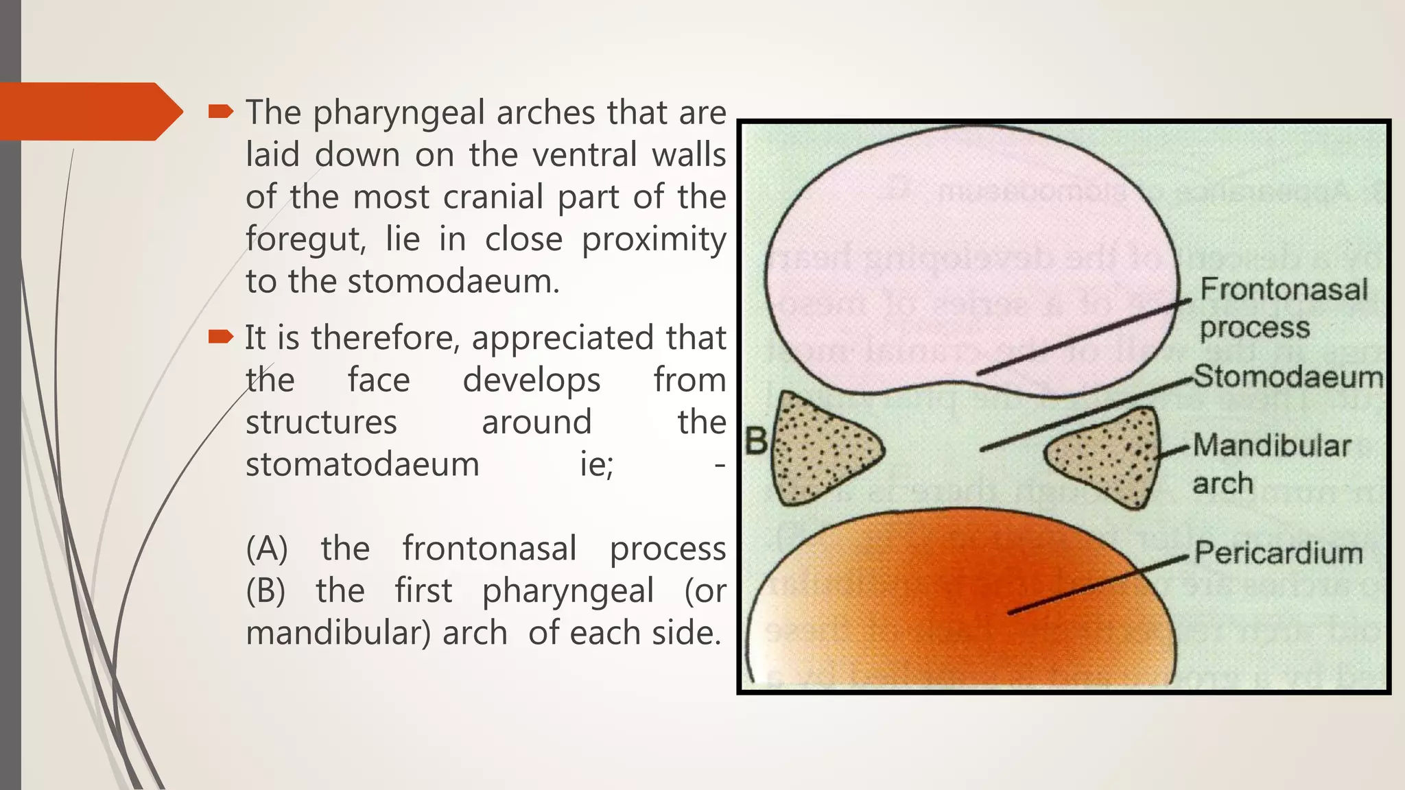 Growth and Development of maxilla and nasomaxillary complex | PPTX