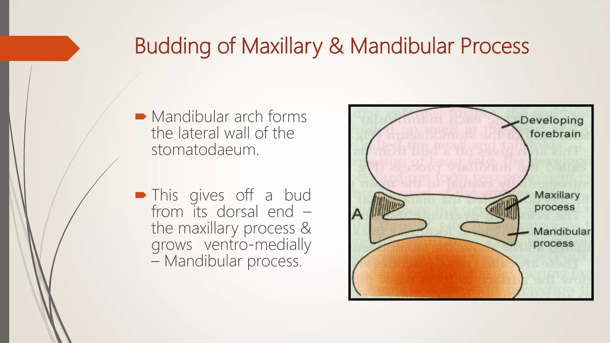 Growth and Development of maxilla and nasomaxillary complex | PPTX