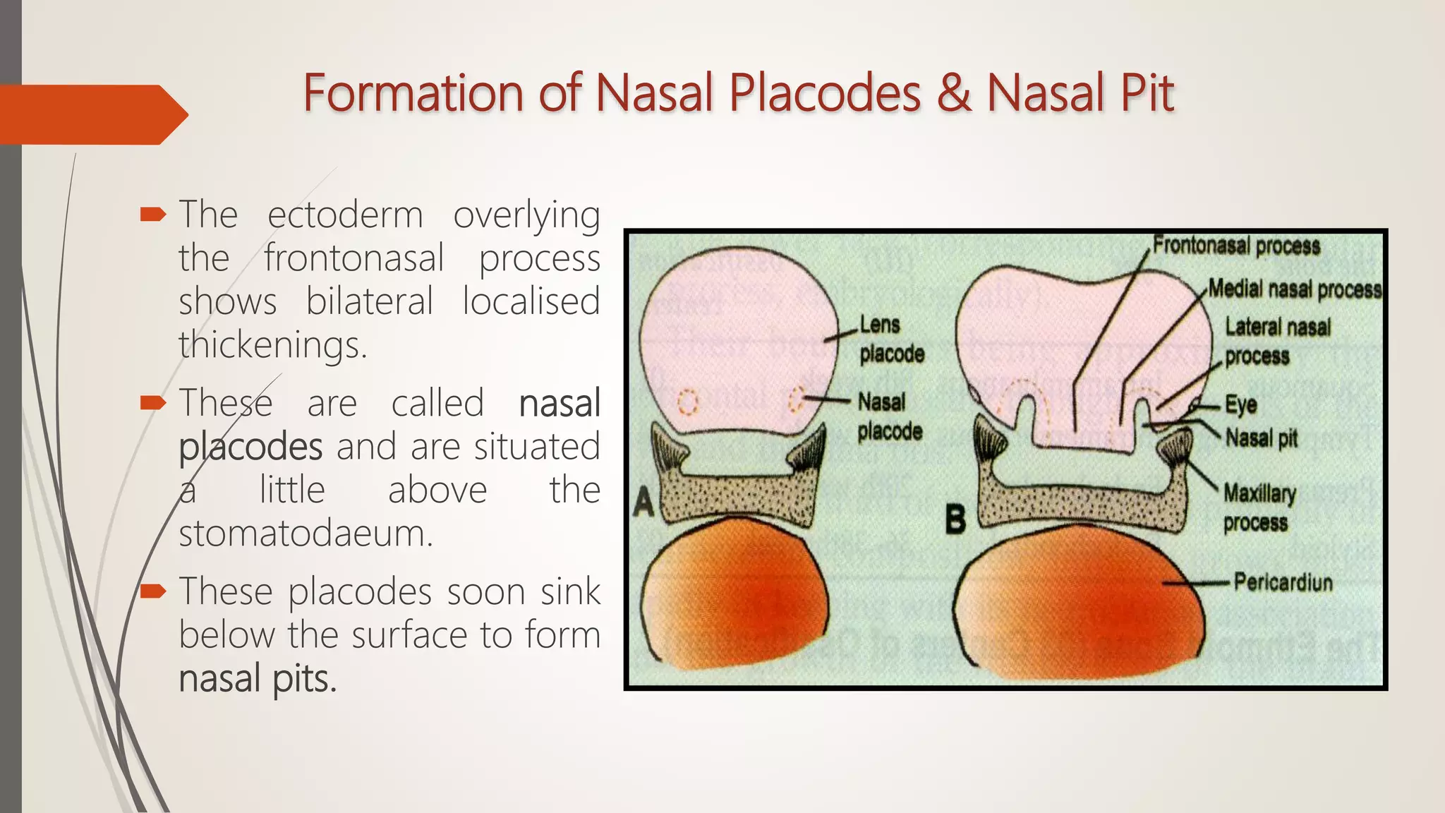 Growth and Development of maxilla and nasomaxillary complex | PPTX