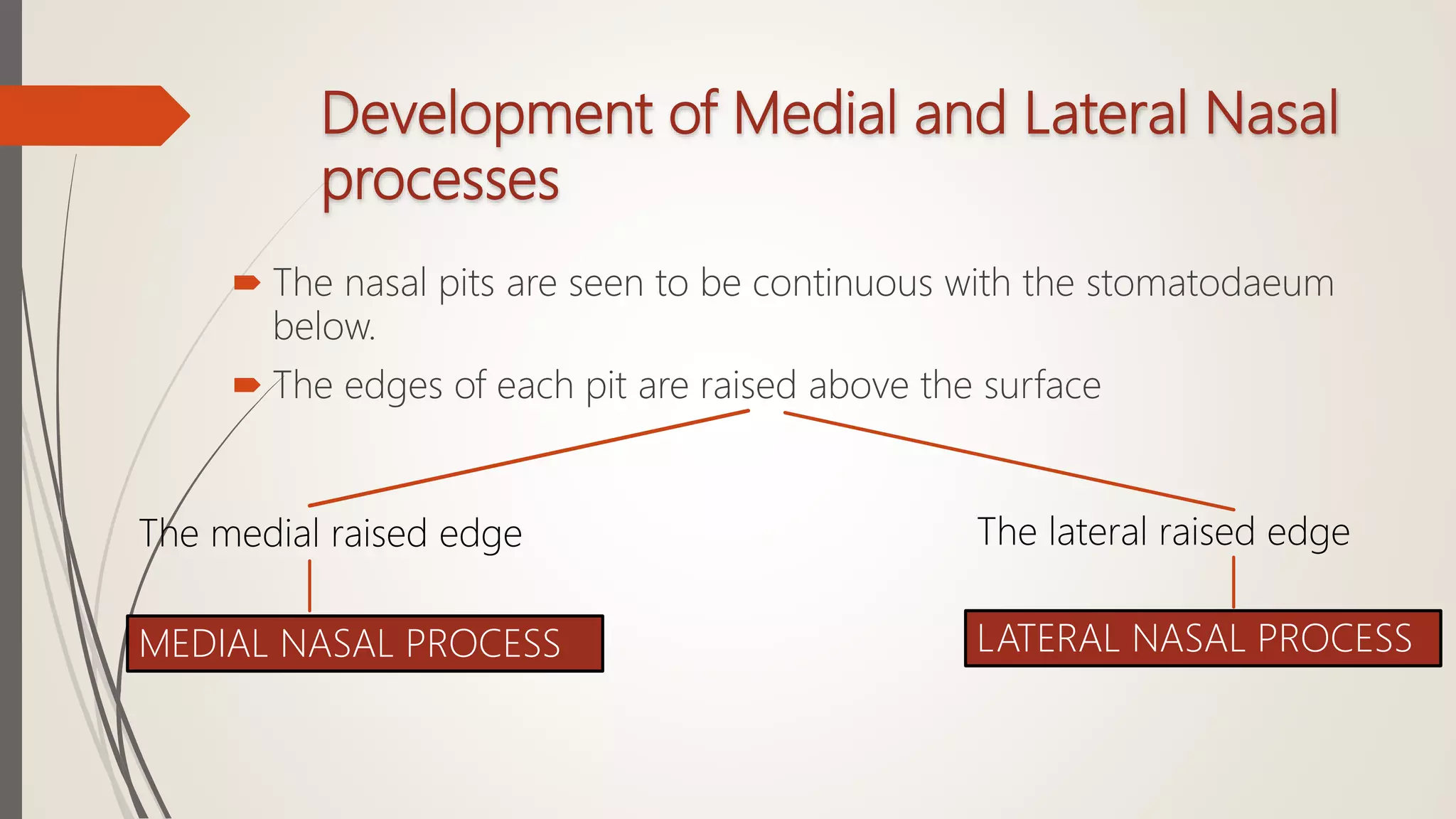Growth and Development of maxilla and nasomaxillary complex | PPTX