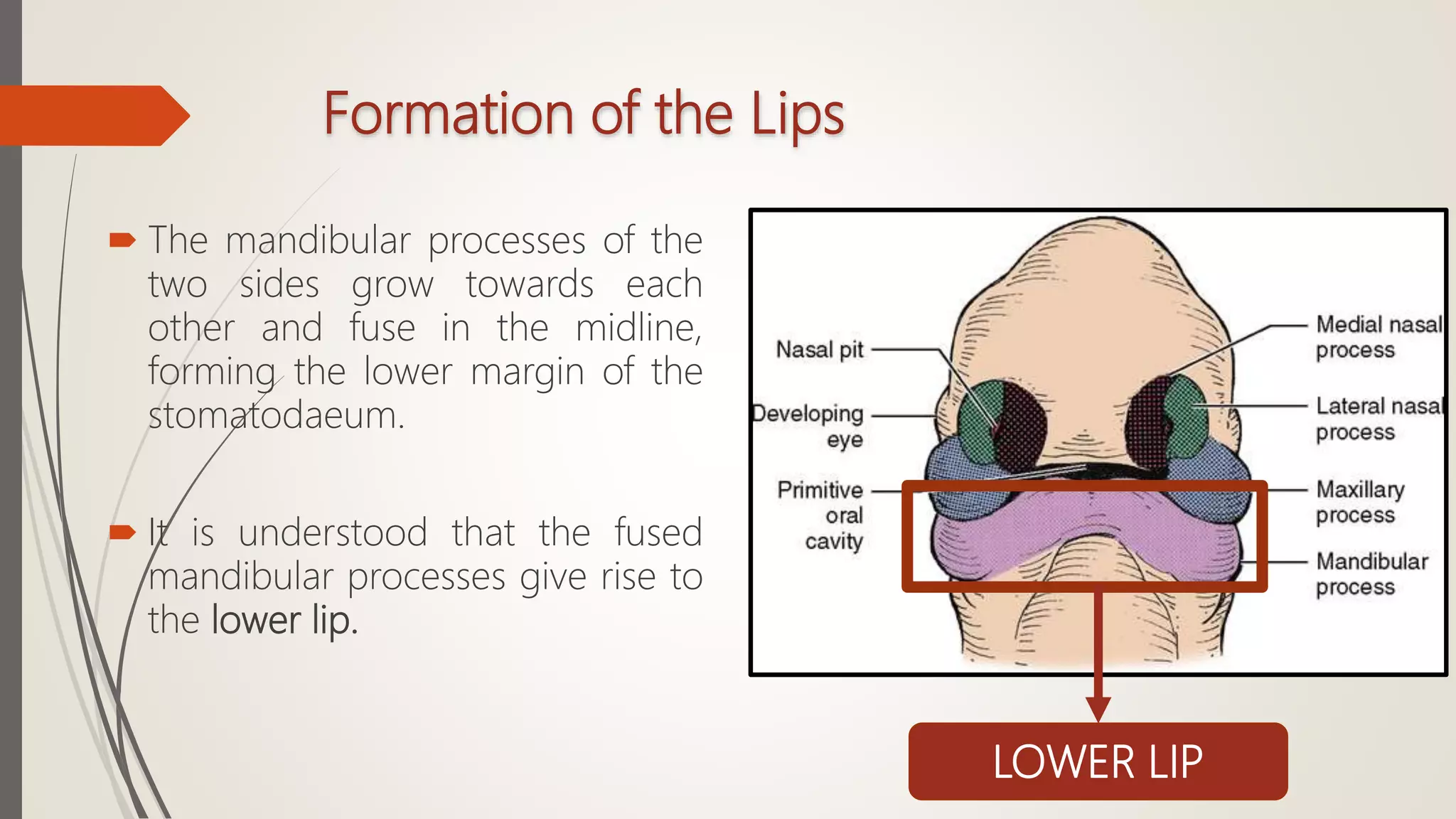 Growth and Development of maxilla and nasomaxillary complex | PPTX