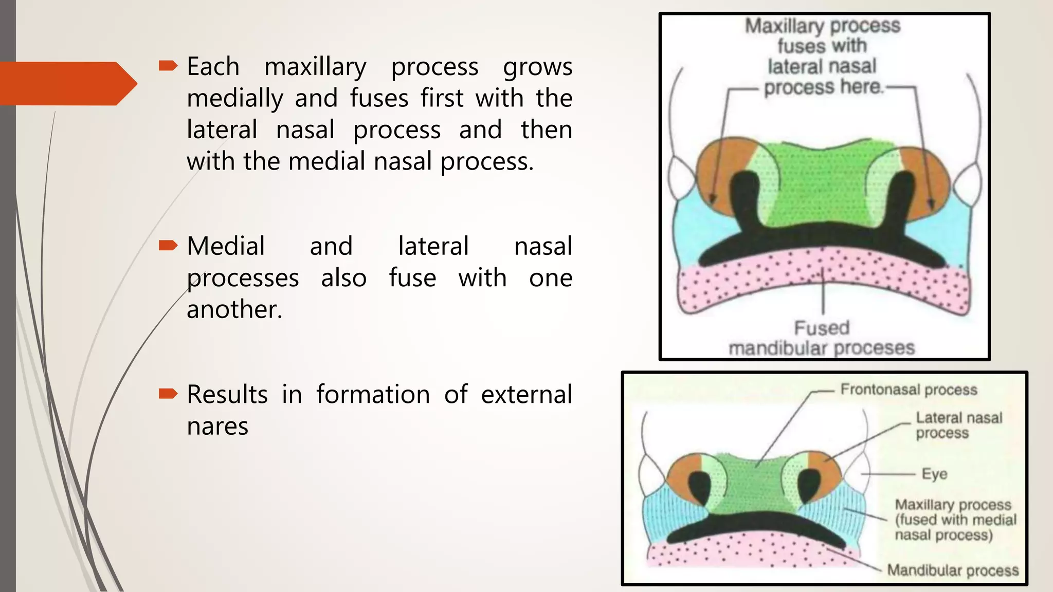 Growth and Development of maxilla and nasomaxillary complex | PPTX