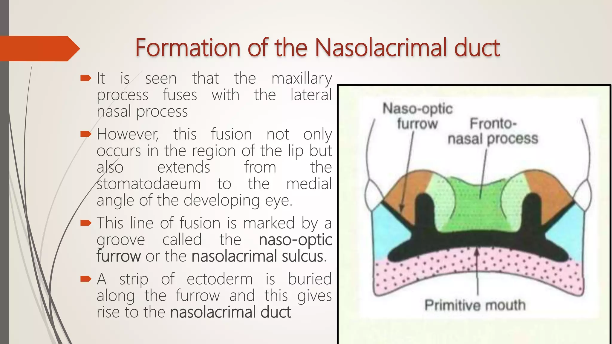 Growth and Development of maxilla and nasomaxillary complex | PPTX
