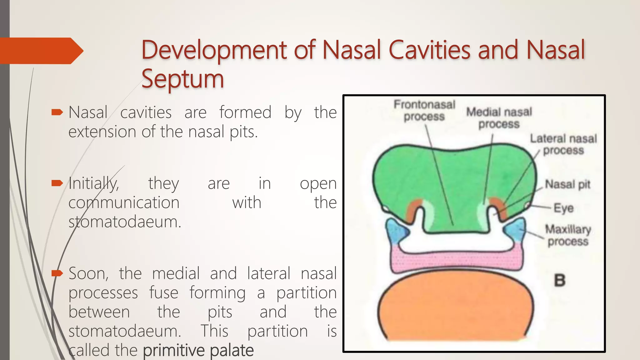 Growth and Development of maxilla and nasomaxillary complex | PPTX
