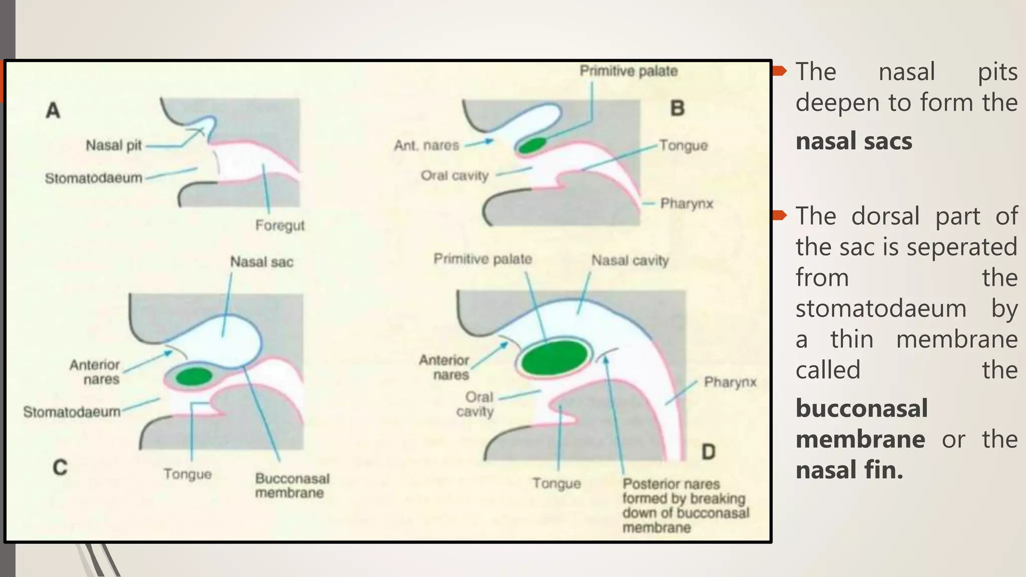 Growth and Development of maxilla and nasomaxillary complex | PPTX