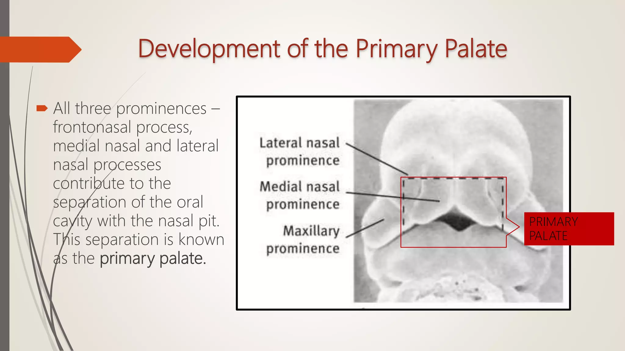 Growth and Development of maxilla and nasomaxillary complex | PPTX
