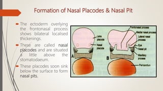 Growth and Development of maxilla and nasomaxillary complex | PPTX