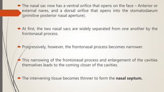 Growth and Development of maxilla and nasomaxillary complex | PPTX