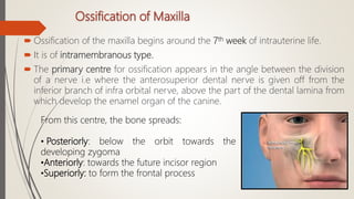 Growth and Development of maxilla and nasomaxillary complex | PPTX