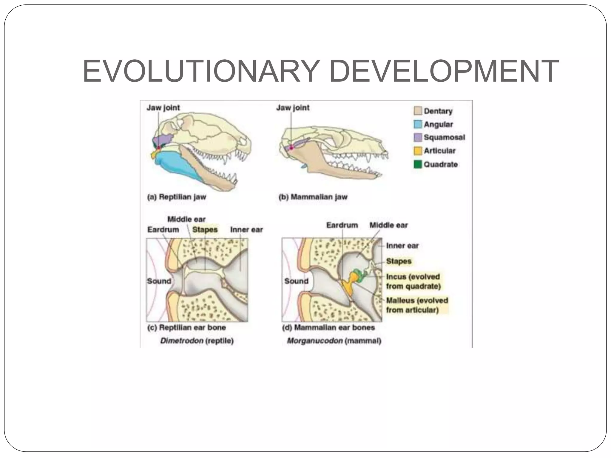 GROWTH AND DEVELOPMENT OF TEMPOROMANDIBULAR JOINT.pptx