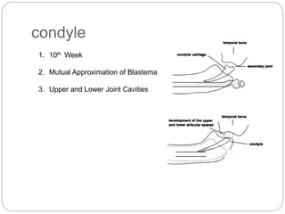 GROWTH AND DEVELOPMENT OF TEMPOROMANDIBULAR JOINT.pptx