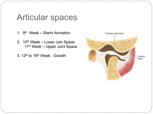 GROWTH AND DEVELOPMENT OF TEMPOROMANDIBULAR JOINT.pptx | Pregnancy ...