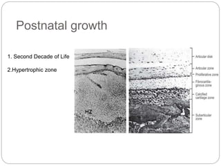 GROWTH AND DEVELOPMENT OF TEMPOROMANDIBULAR JOINT.pptx