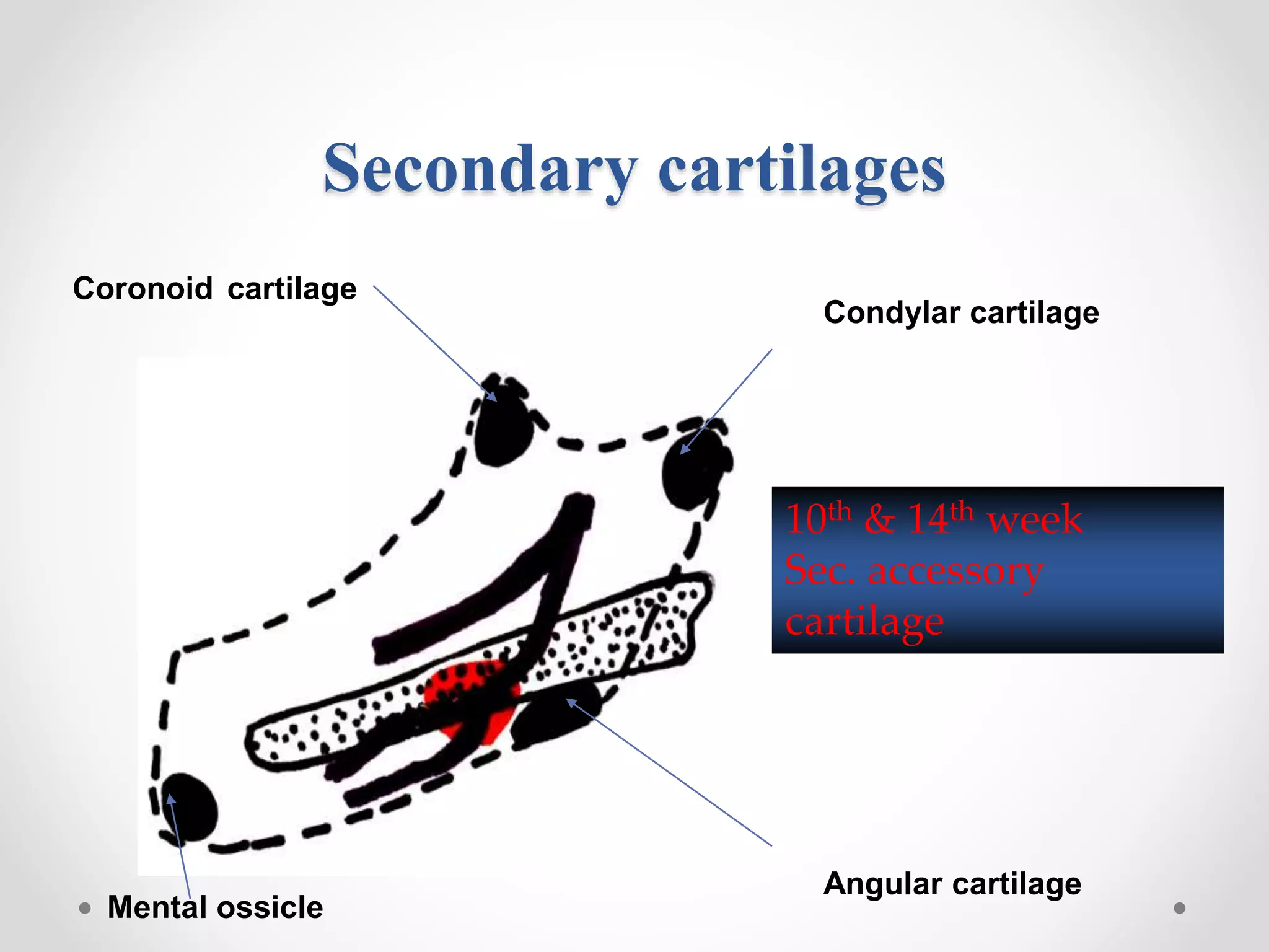 Growth and development of the mandible | PPTX